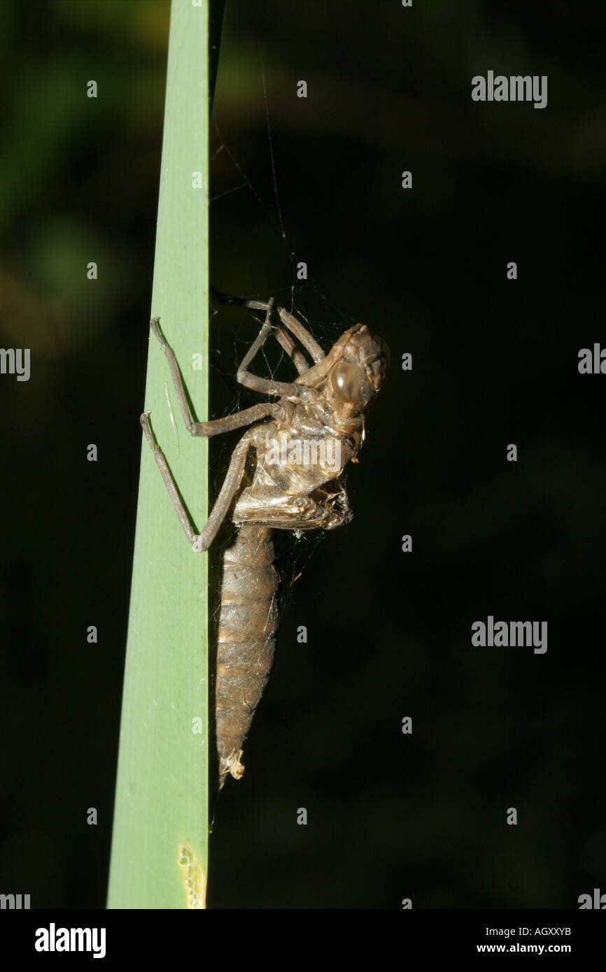 Cycle de vie de libellule Banque de photographies et d’images à haute ...
