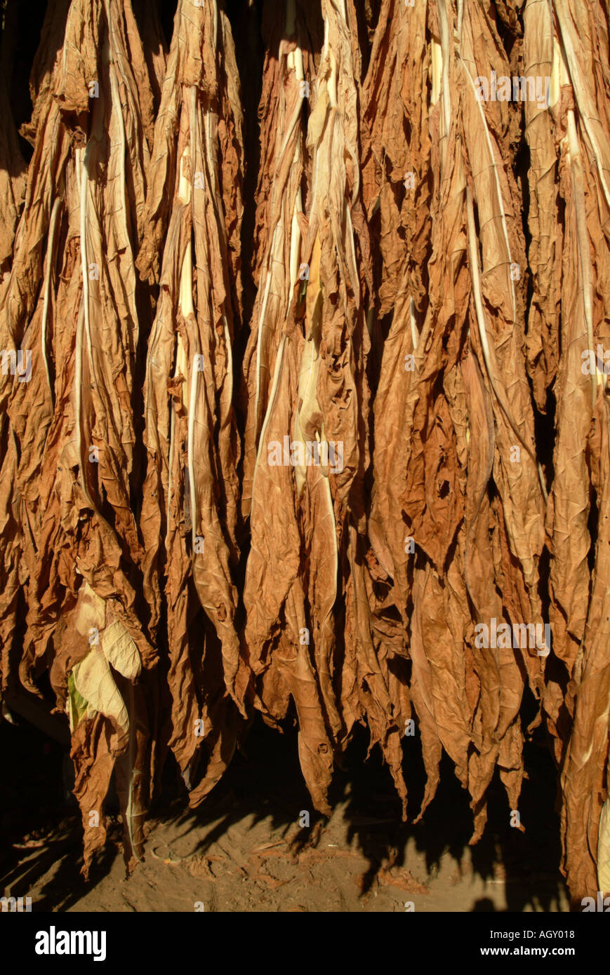 Tabac t Banque de photographies et d’images à haute résolution - Alamy