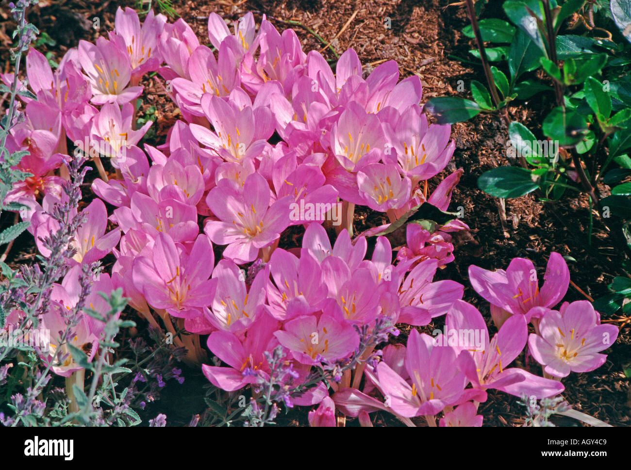 Source de safran Banque de photographies et d’images à haute résolution ...