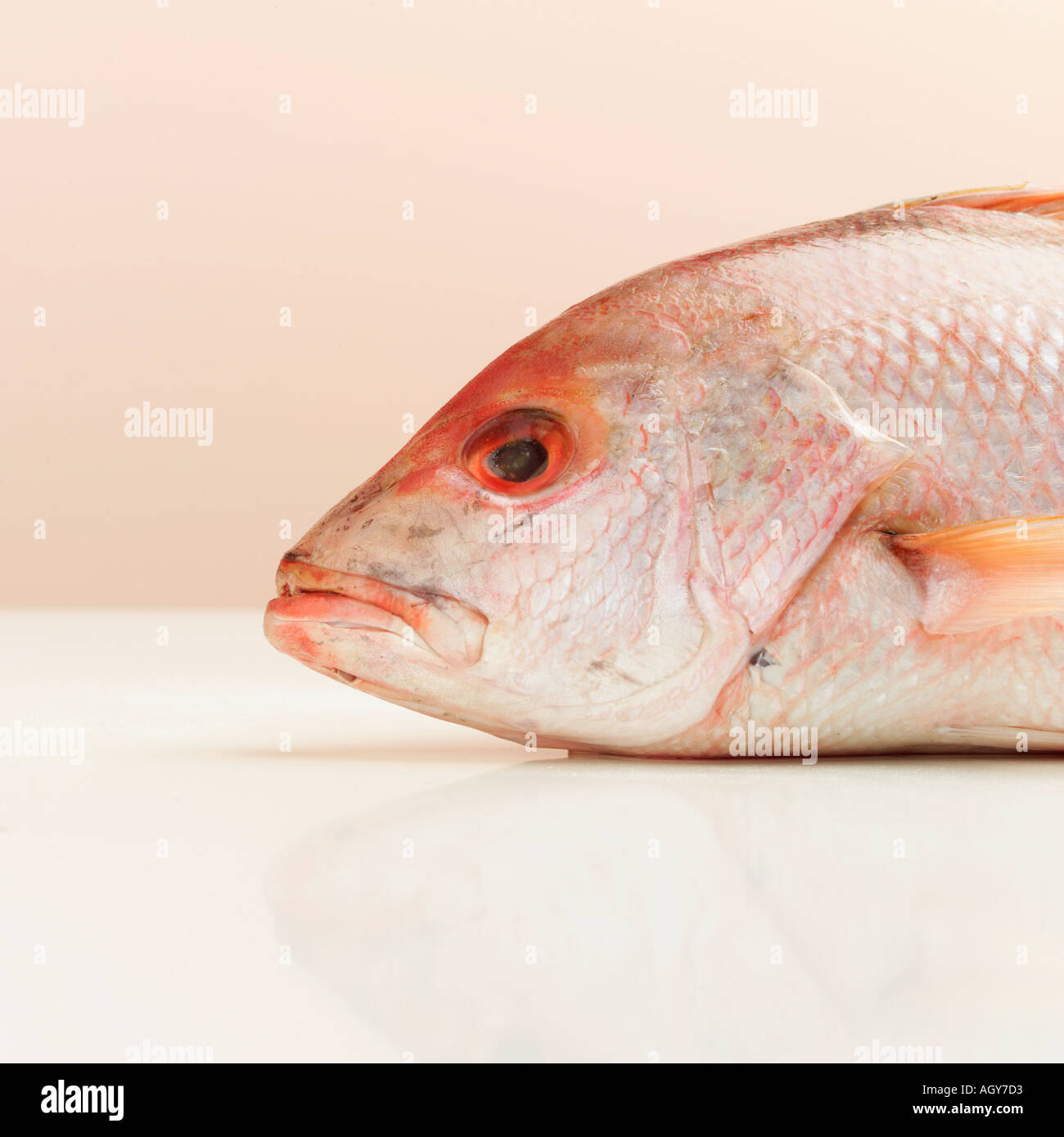 Poisson puant Banque de photographies et d’images à haute résolution ...