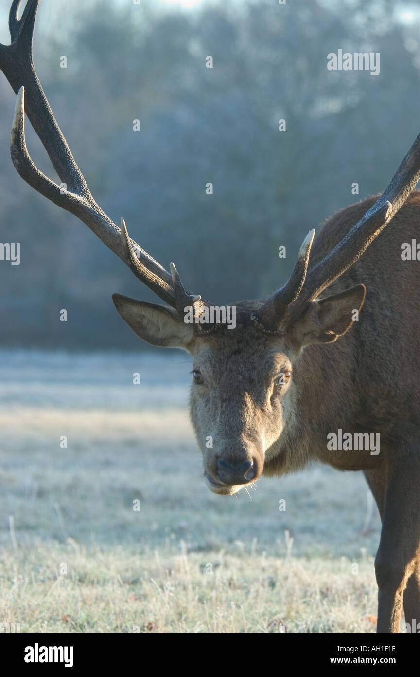 D'aspect maniaque Banque de photographies et d’images à haute ...