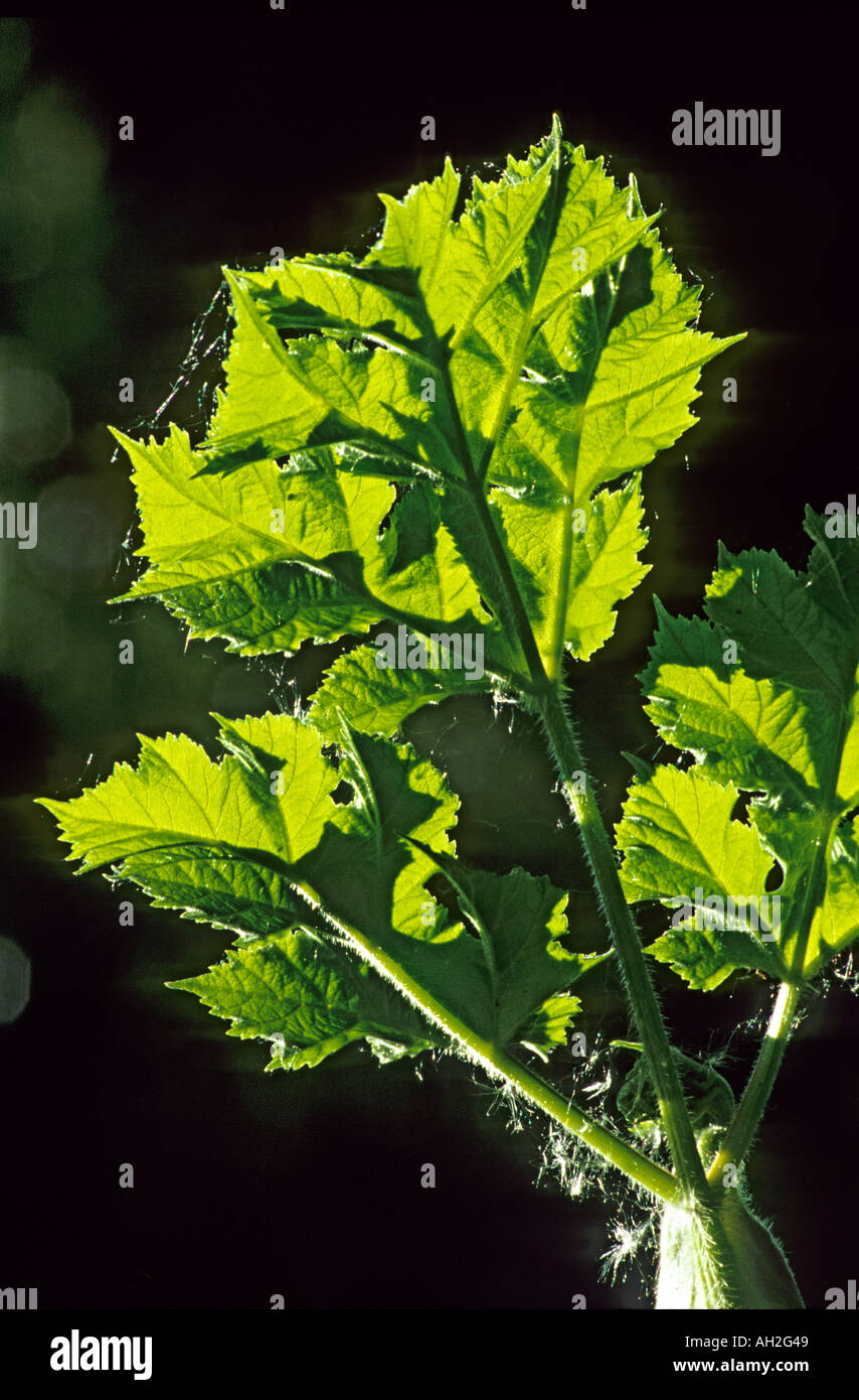 Feuille berce Banque de photographies et d’images à haute résolution ...