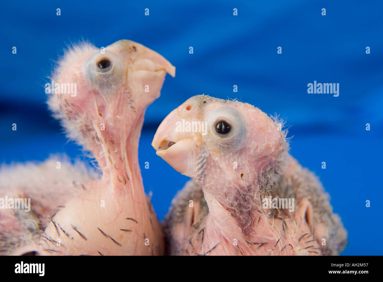 Perroquets en voie de disparition Banque de photographies et d’images à ...