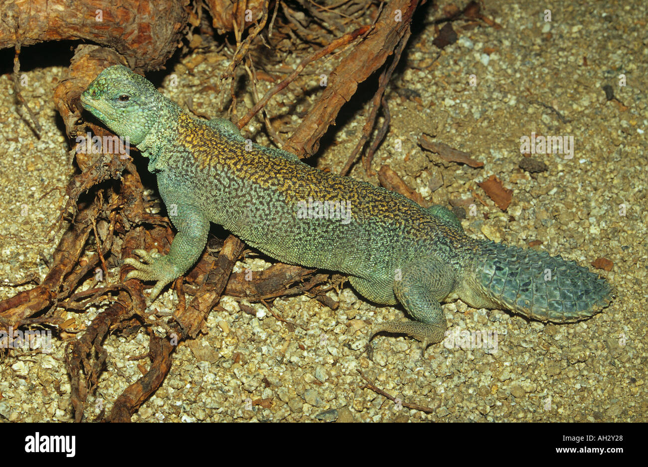 Oman spiny tailed lizard Banque de photographies et d’images à haute ...
