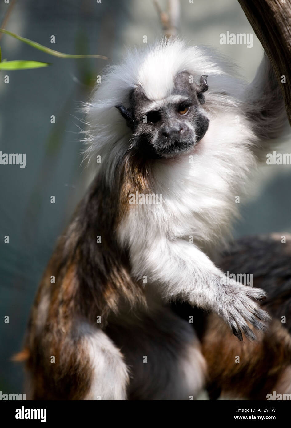 Singe debout Banque de photographies et d’images à haute résolution - Alamy