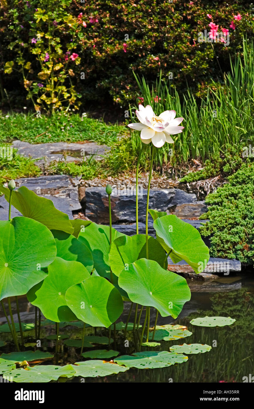 Sarah p duke gardens Banque de photographies et d’images à haute ...
