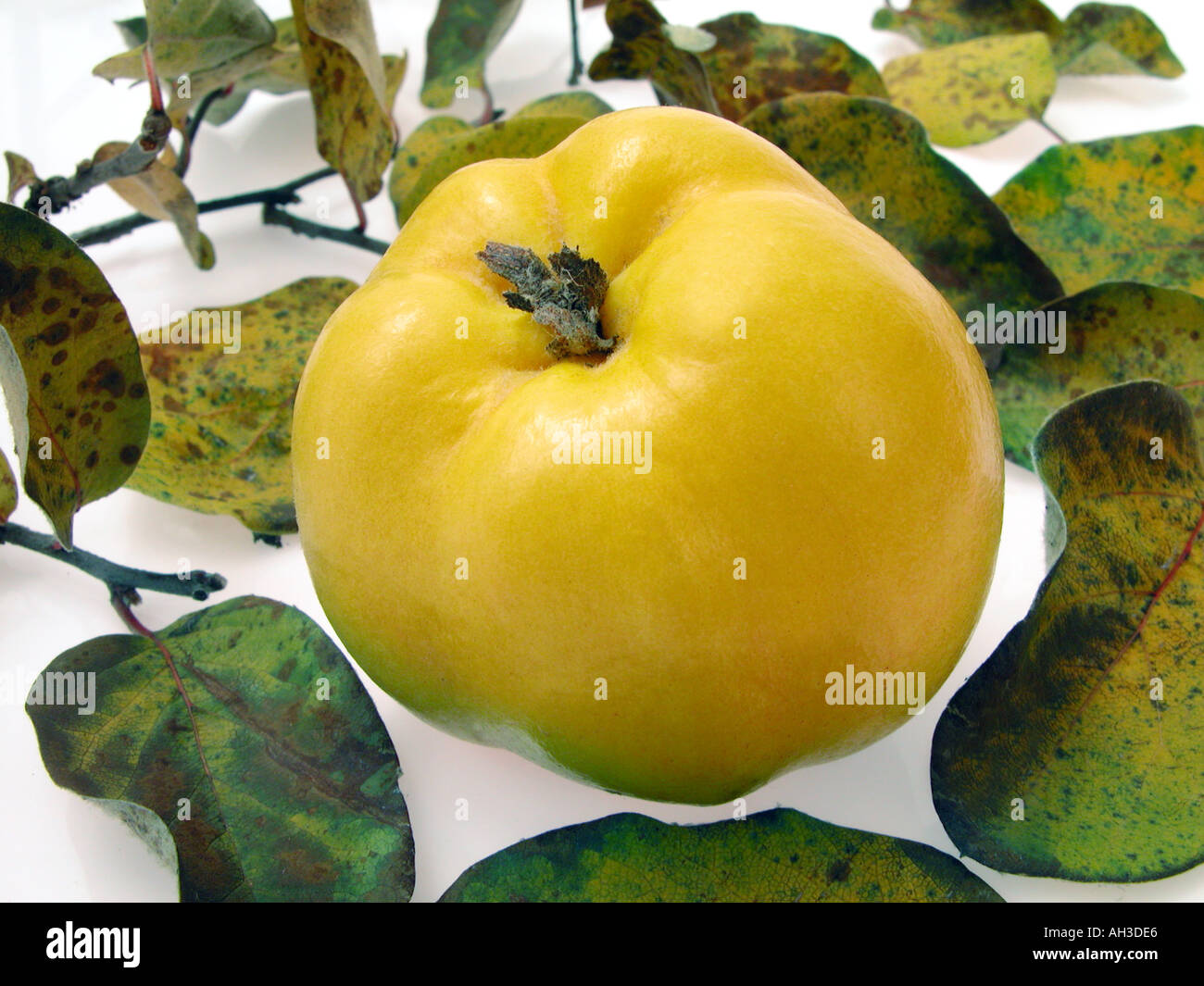 Feuille qui vient de pousser Banque de photographies et d’images à ...