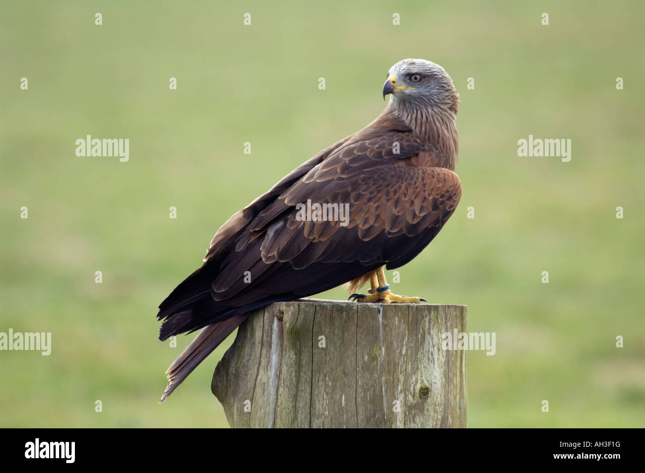 Milan noir Milvus migrans européen migrateur Photo Stock - Alamy