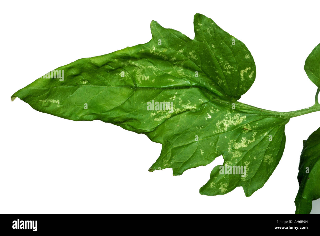 La cicadelle Glasshouse Hauptidia maroccana dommages à feuille de ...