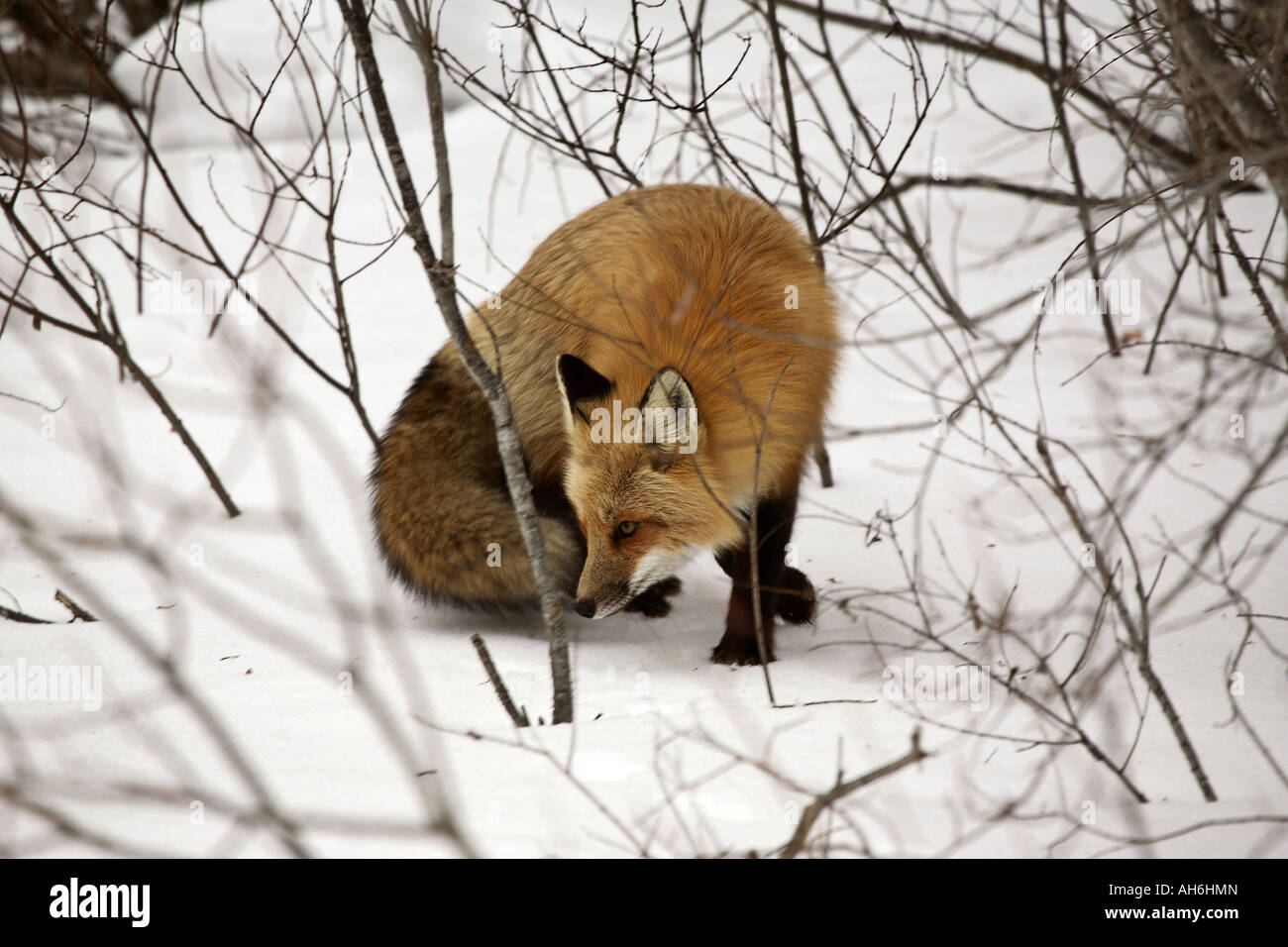 Renard en hiver Banque de photographies et d’images à haute résolution ...