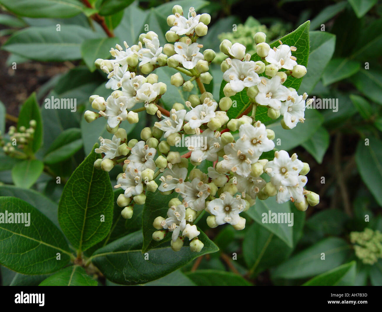 Viburnum tinus gwenllian Banque de photographies et d’images à haute ...