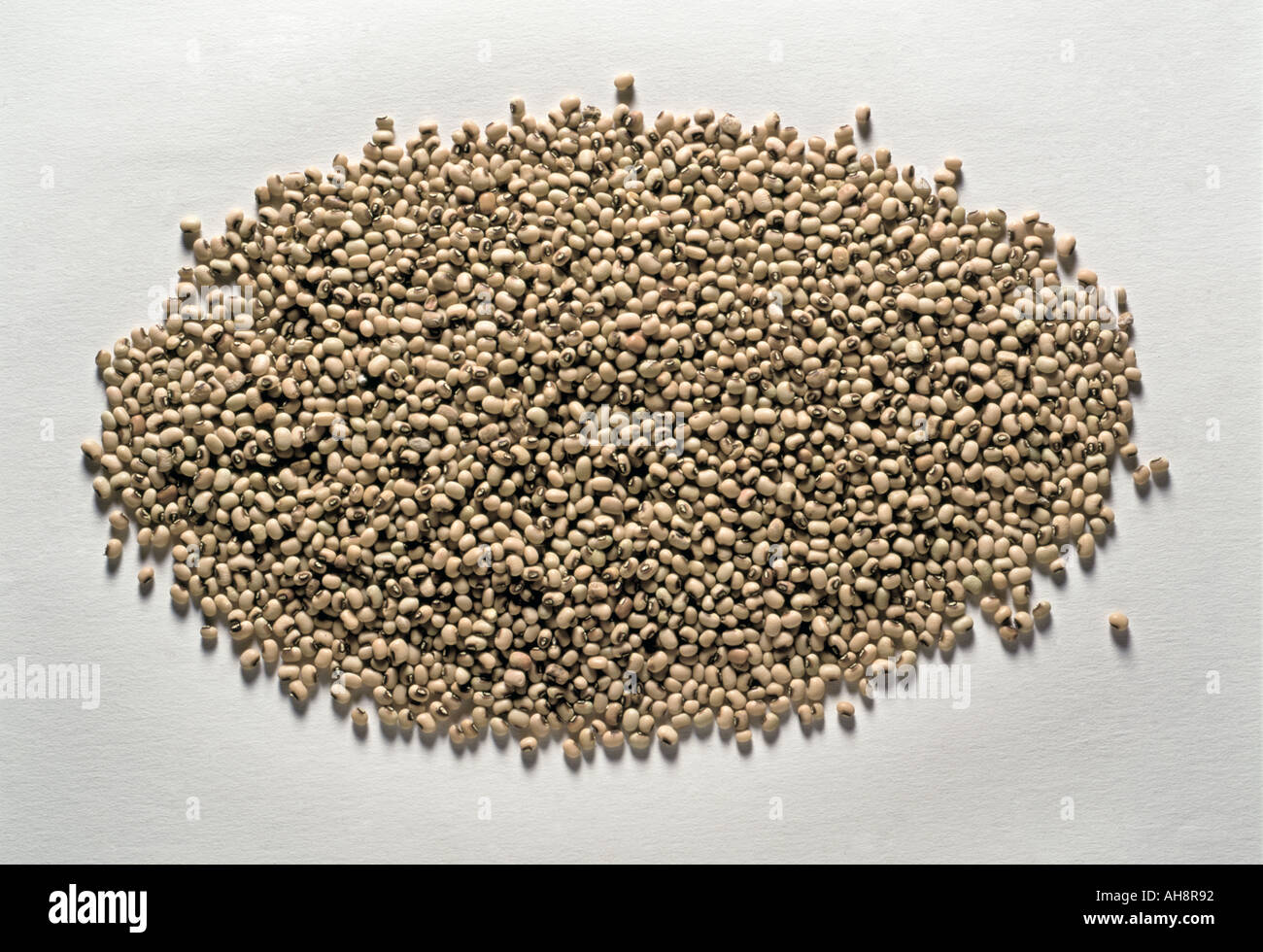 Vigna sinensis Banque de photographies et d’images à haute résolution ...