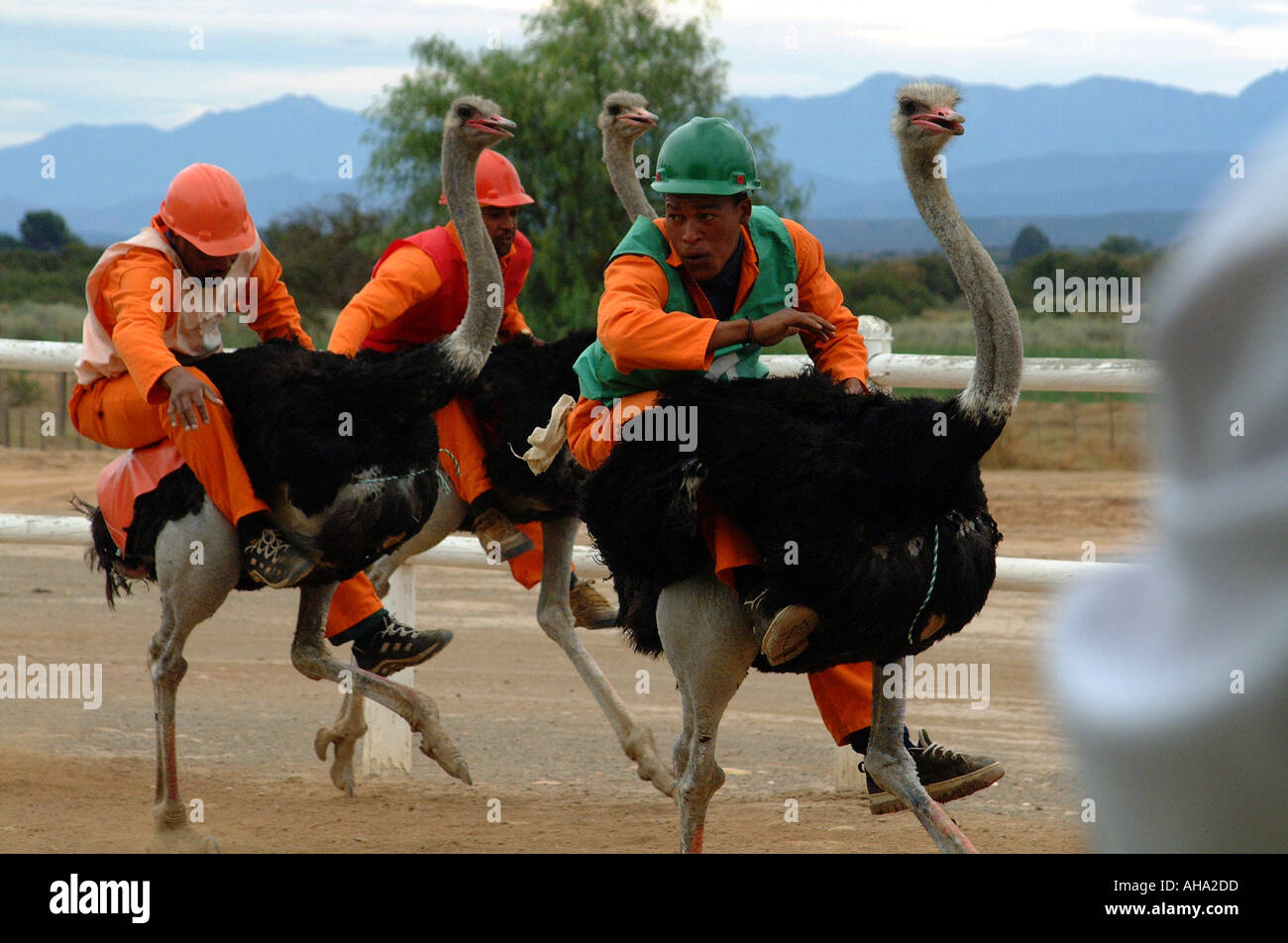 Autruche jockey Banque d'image et photos - Alamy
