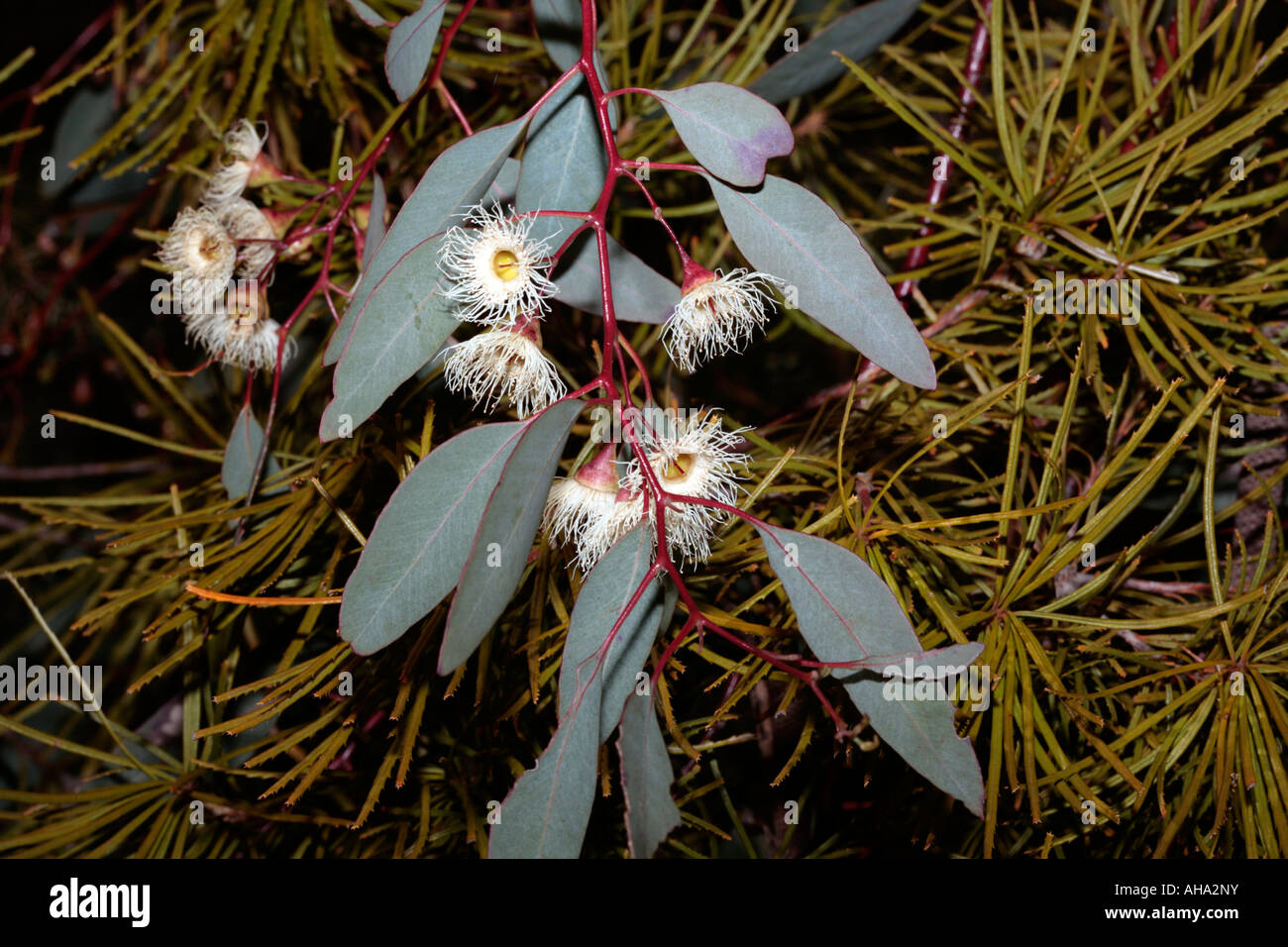 Caley's Ironbark/Flowers-Eucalyptus Ironbark tombantes caleyi-famille ...
