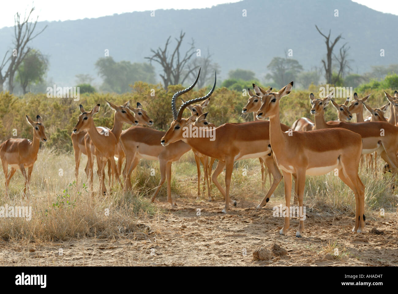Male impala and harem Banque de photographies et d’images à haute ...