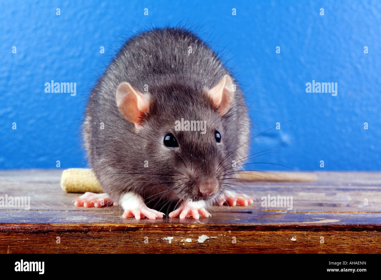 Phobie du rat Banque de photographies et d’images à haute résolution ...