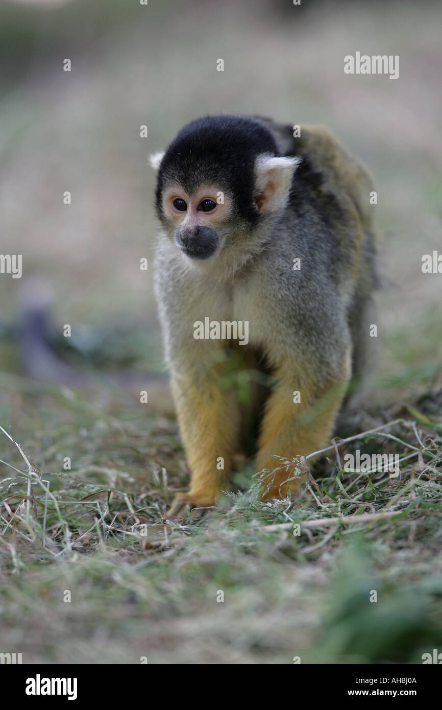 Saimiri sp Banque de photographies et d’images à haute résolution - Alamy