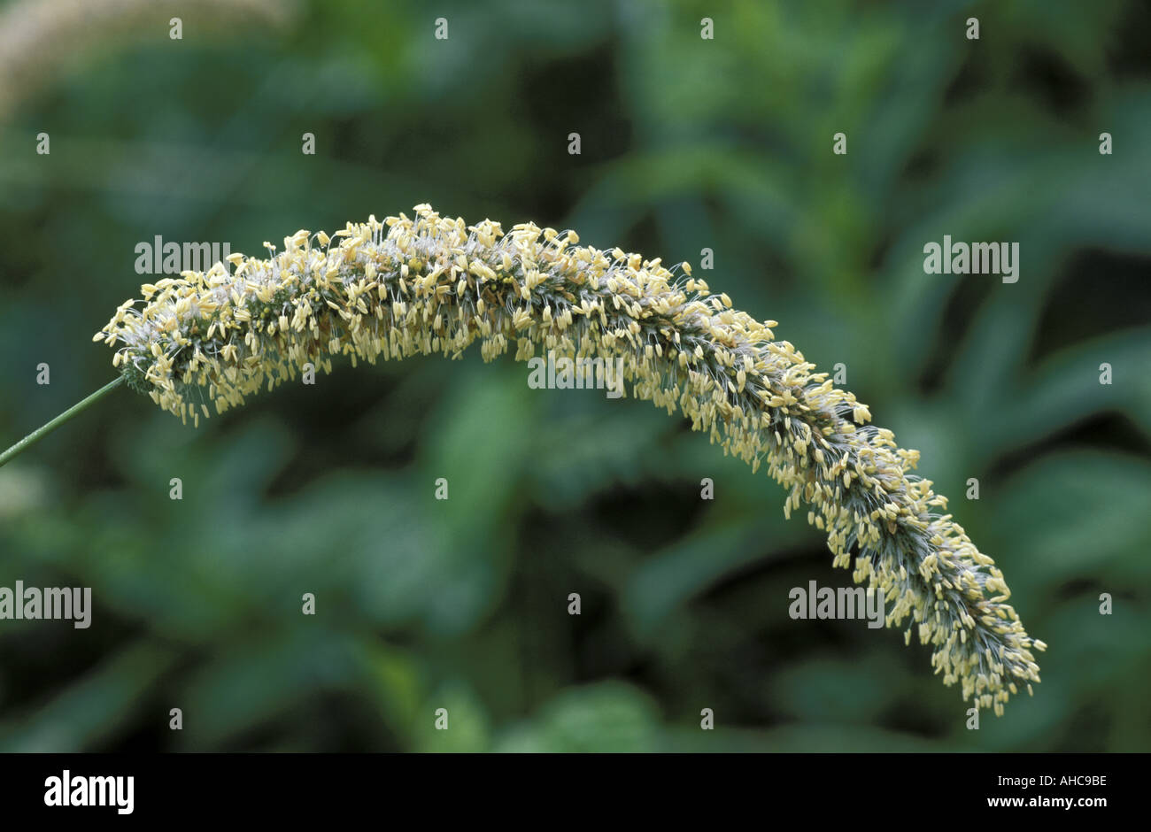 Phleum pratense Banque de photographies et d’images à haute résolution ...