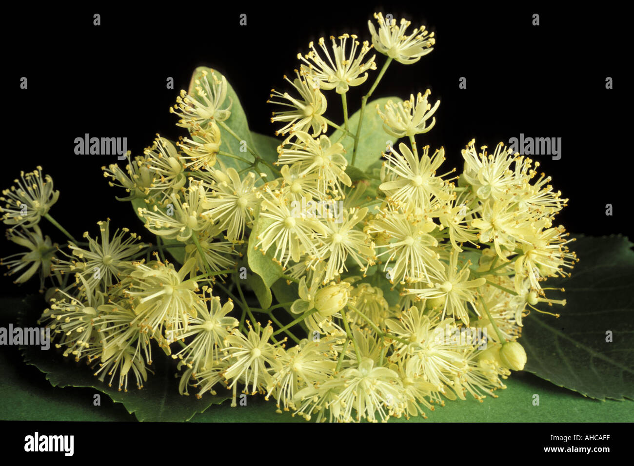 Tilia europaea Banque de photographies et d’images à haute résolution ...