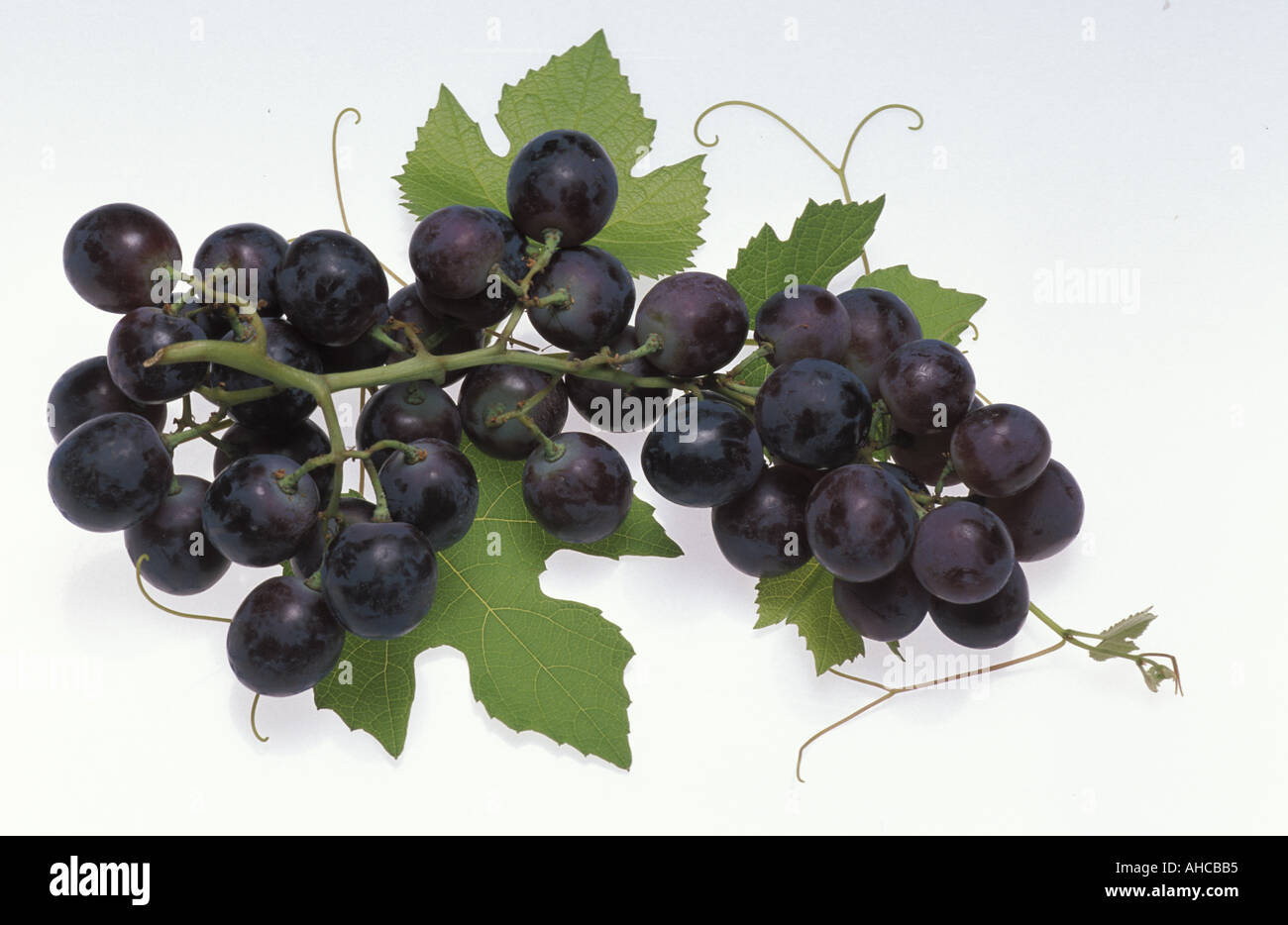 Black raisins Banque de photographies et d’images à haute résolution ...