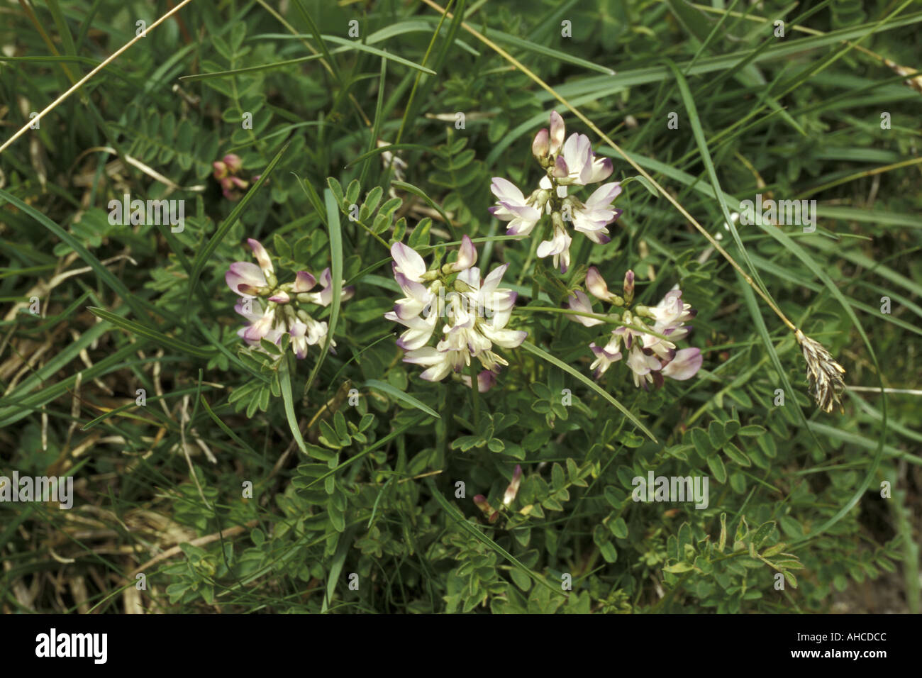 Astragalus alpinus Banque de photographies et d’images à haute ...