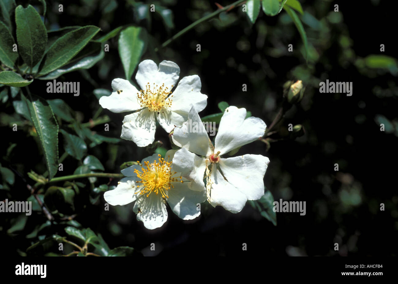 Rosa sempervirens evergreen rose Banque de photographies et d’images à ...