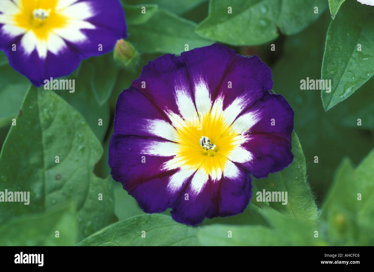 Convolvulus tricolore Banque de photographies et d’images à haute ...