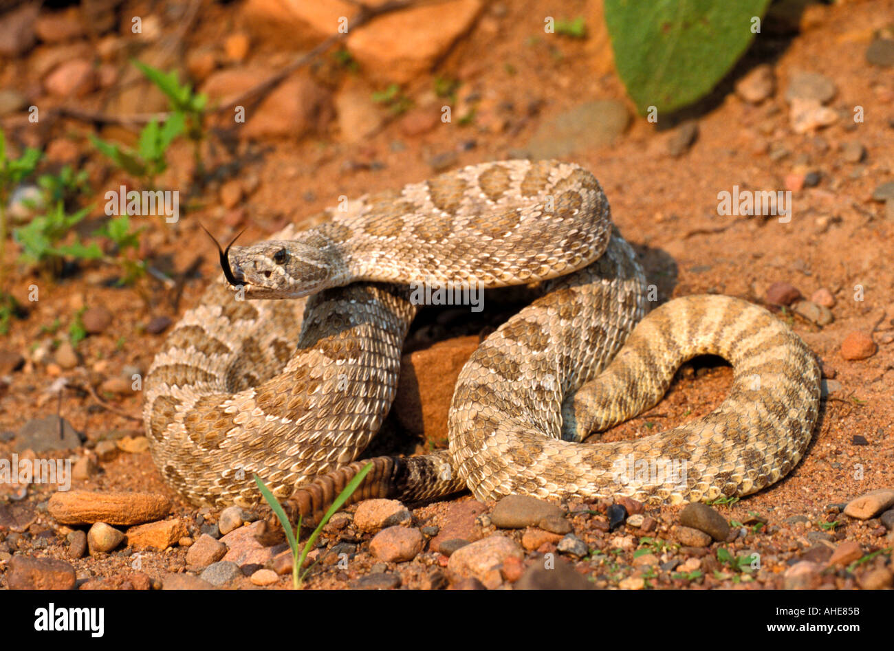 Crotalus viridis Banque de photographies et d’images à haute résolution ...
