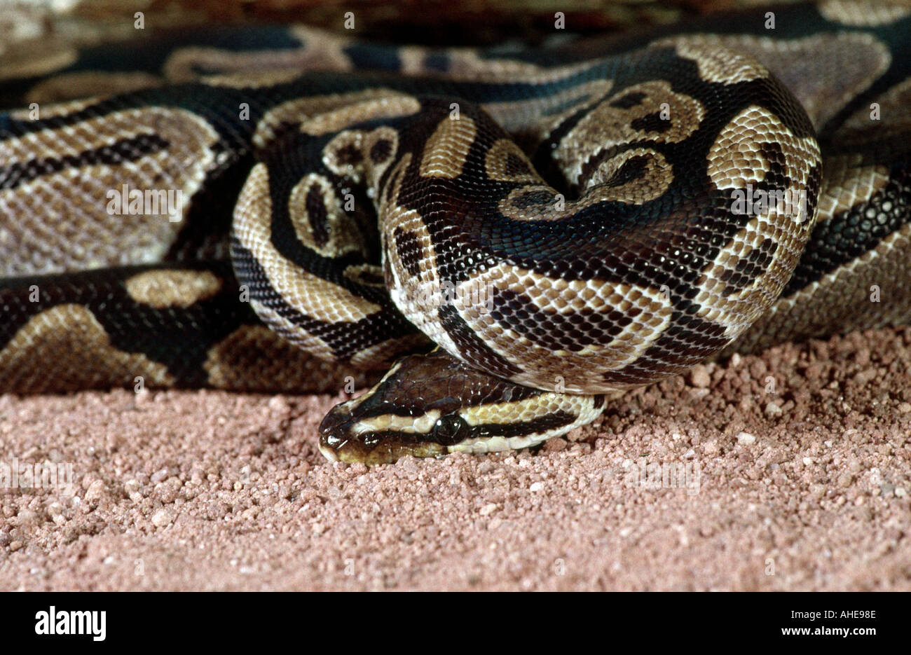 Royal regius pythonidae Banque de photographies et d’images à haute ...