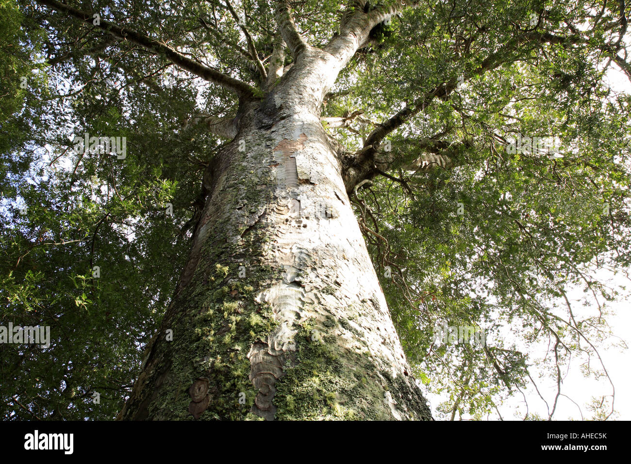 Kauri tree Banque de photographies et d’images à haute résolution - Alamy