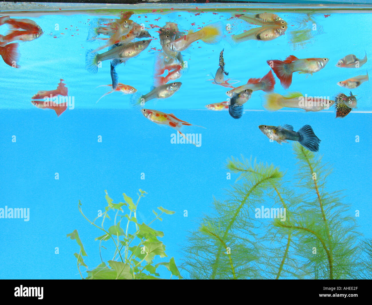 Guppy poecilia reticulata lebistes reticulatus Banque de photographies ...