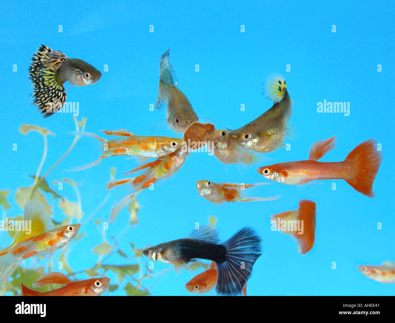 Guppy poecilia reticulata lebistes reticulatus Banque de photographies ...