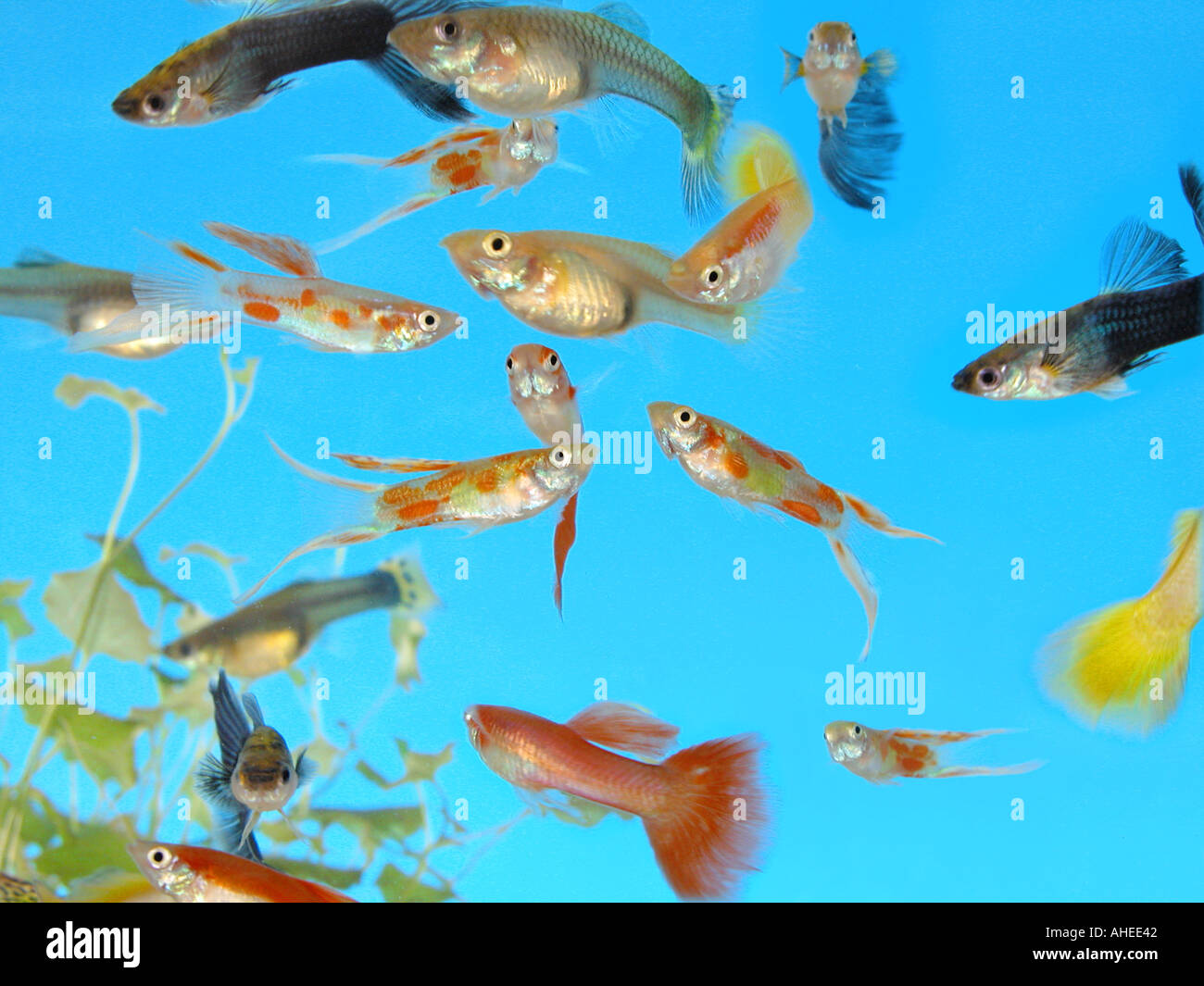 Guppy poecilia reticulata lebistes reticulatus Banque de photographies ...