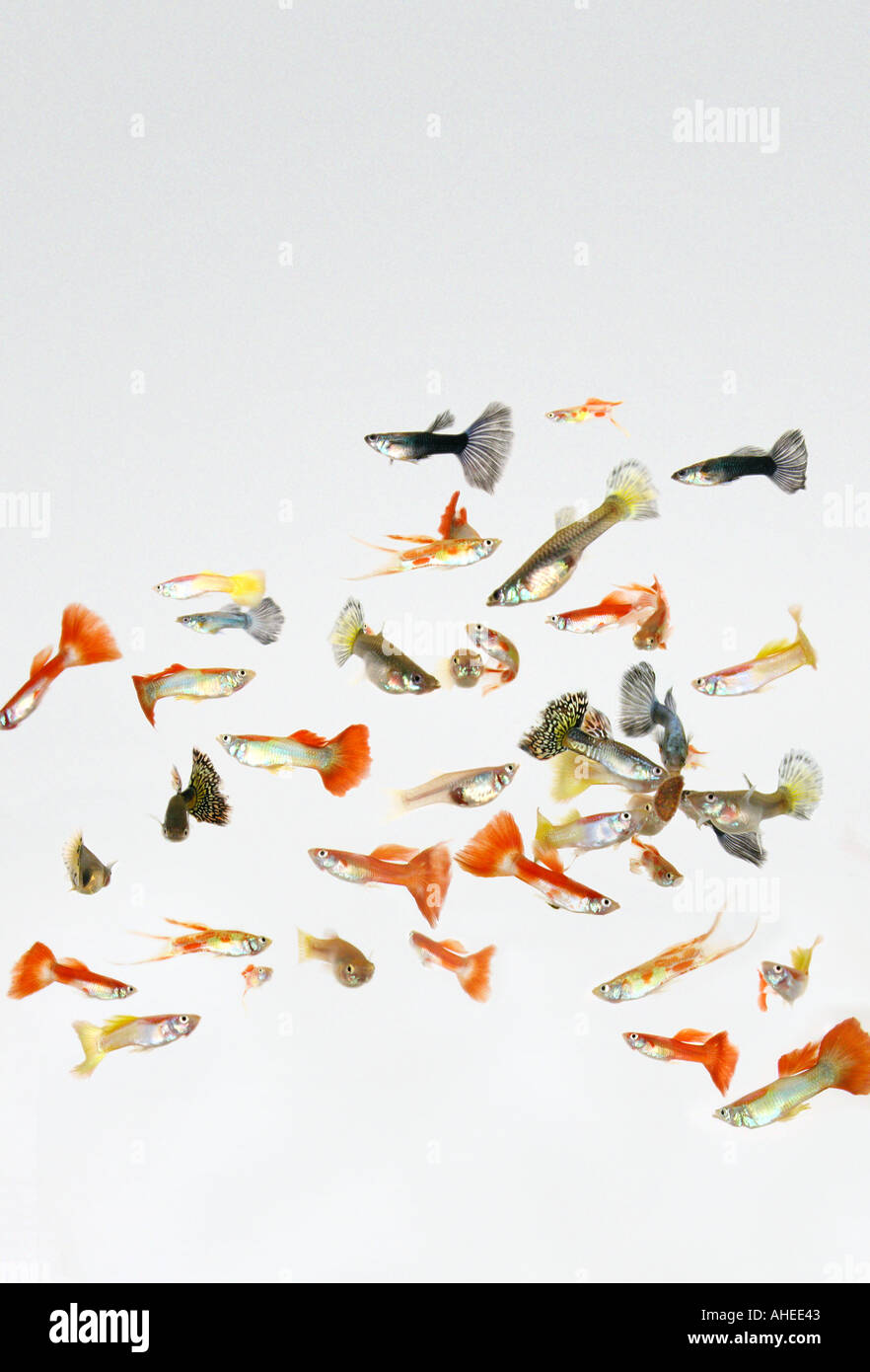 Guppy poecilia reticulata lebistes reticulatus Banque de photographies ...