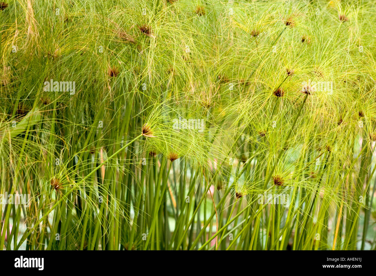 Papyrus Qui Pousse Banque d'image et photos - Alamy