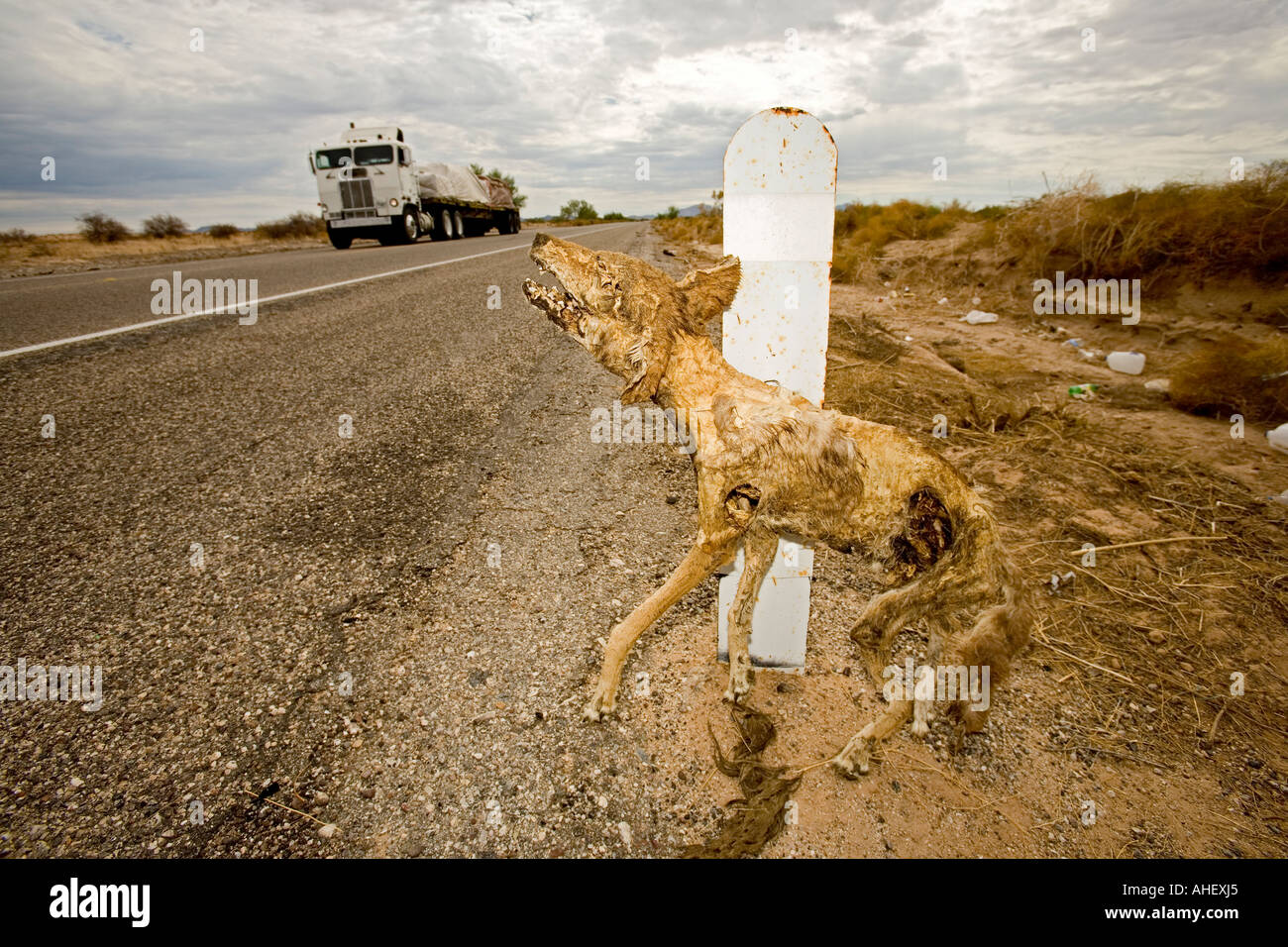 Coyote roadkill Banque de photographies et d’images à haute résolution ...