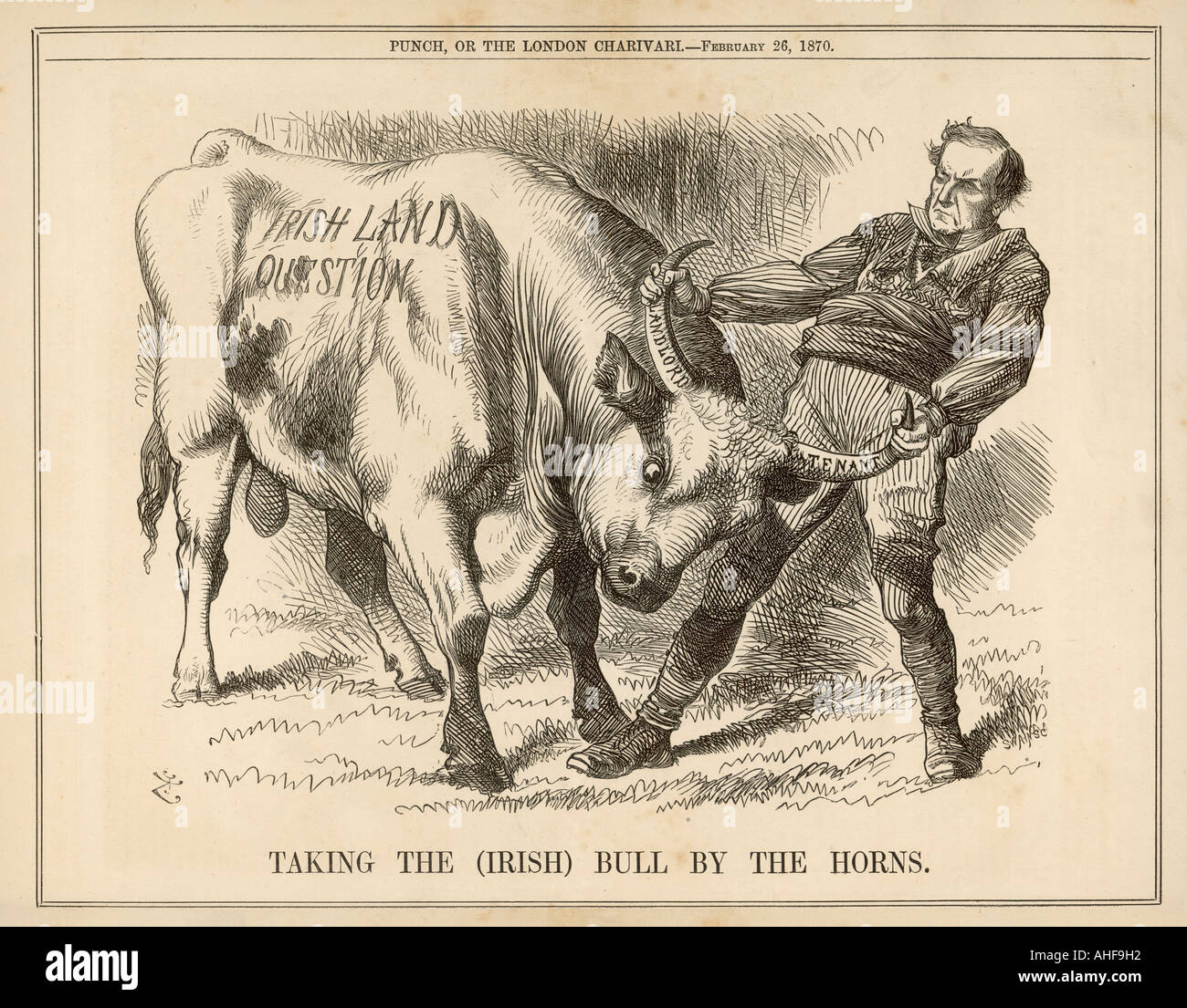 Le taureau irlandais Banque de photographies et d’images à haute résolution - Alamy