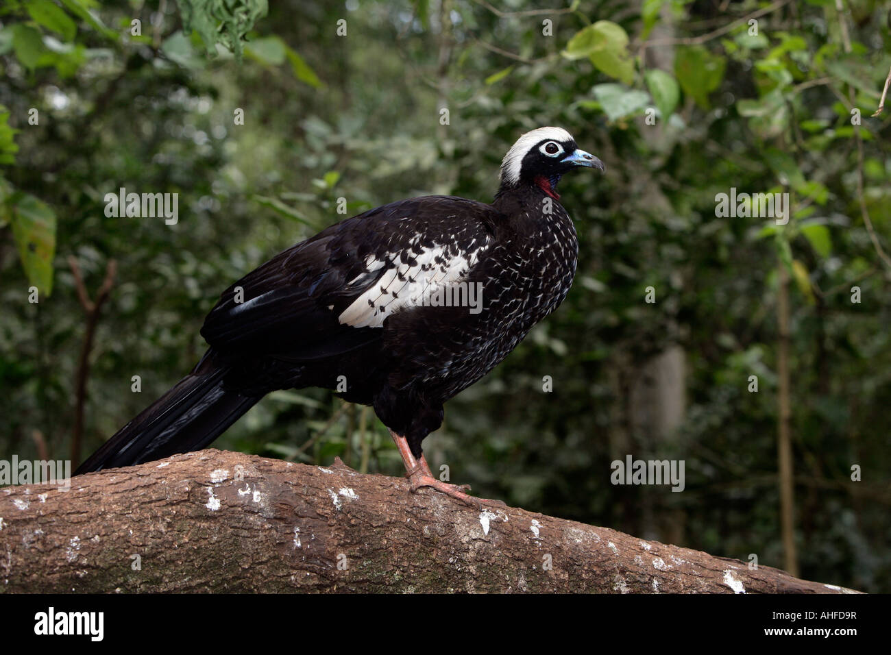 Piping guan Banque de photographies et d’images à haute résolution - Alamy