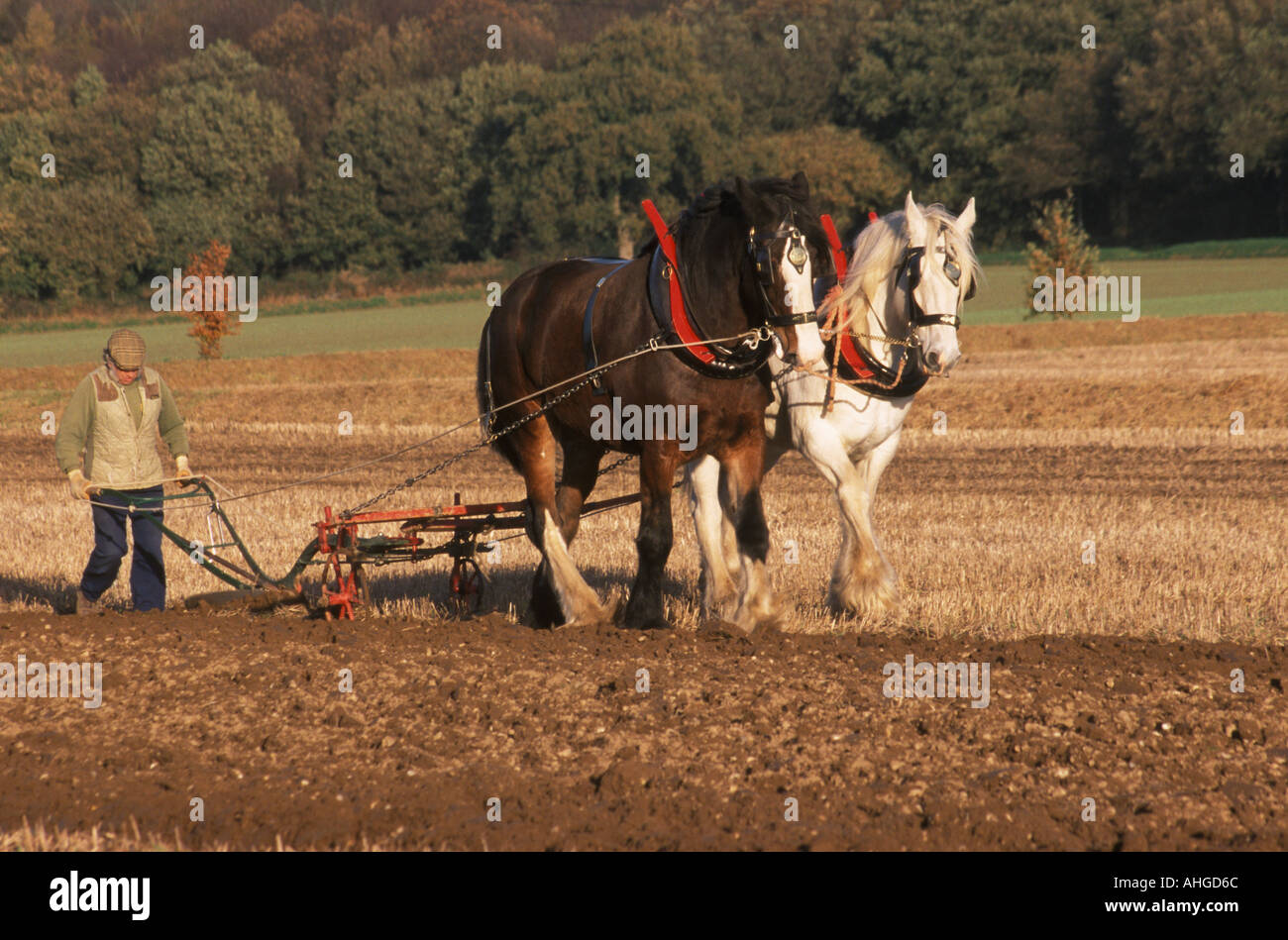 Labourer avec deux chevaux Banque de photographies et d’images à haute ...