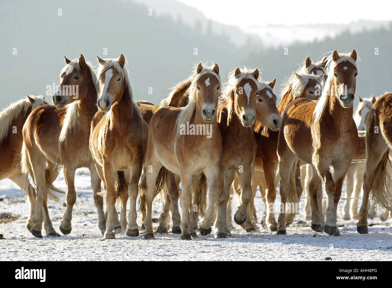 Haflinger Horse Snow Banque d'image et photos - Alamy