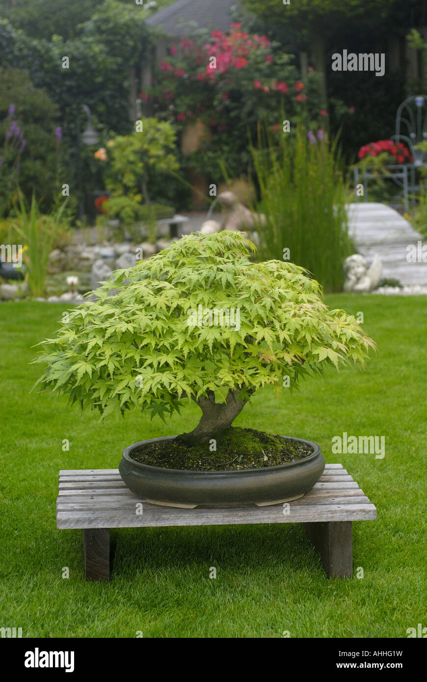 Acer palmatum bonsai japanese maple Banque de photographies et d’images ...