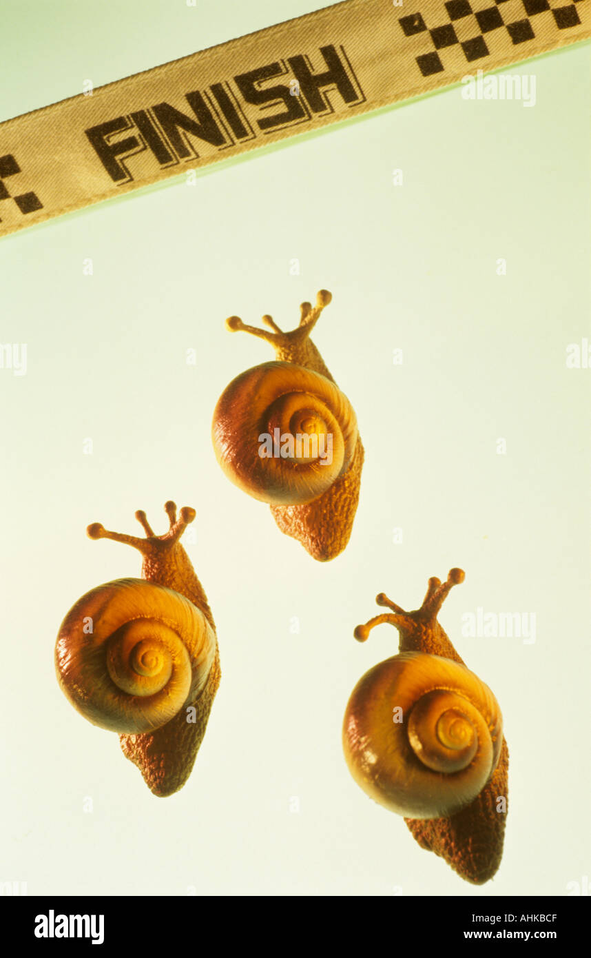 Snail Race Banque d'image et photos - Alamy