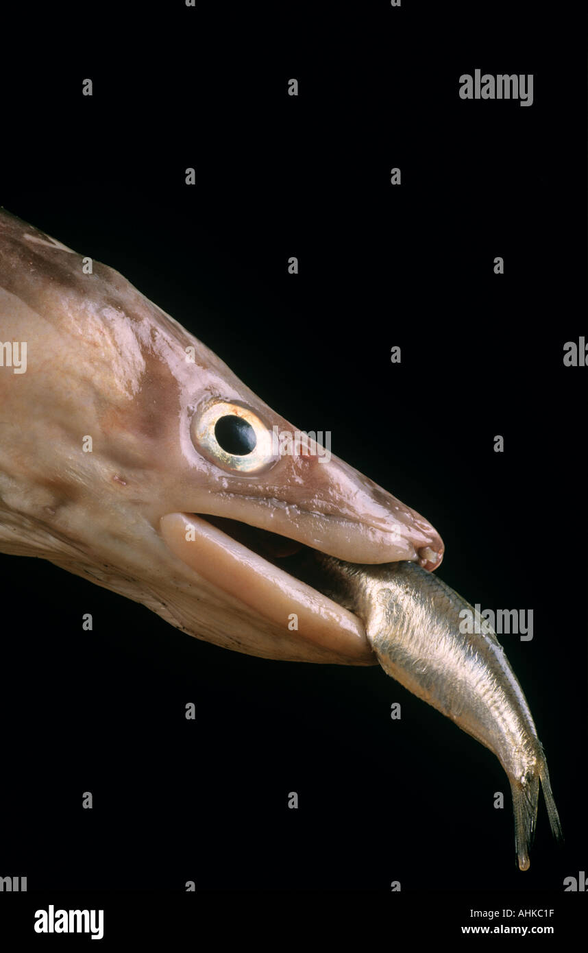 Gros poisson mangeant petit poisson Banque de photographies et d’images ...