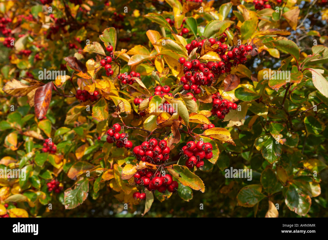Crataegus prunifolia Banque de photographies et d’images à haute ...