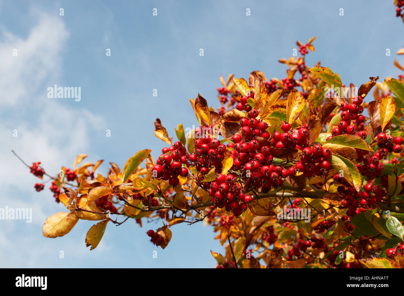 Crataegus prunifolia Banque de photographies et d’images à haute ...