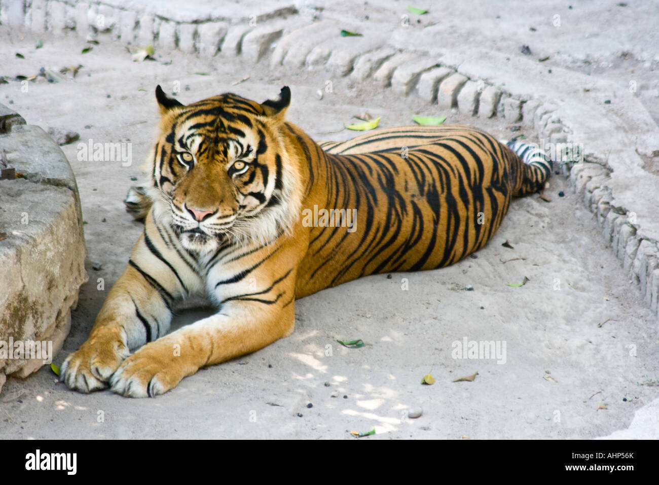 Le tigre de Java Indonésie Yogyakarta Zoo Gembiraloka Photo Stock - Alamy