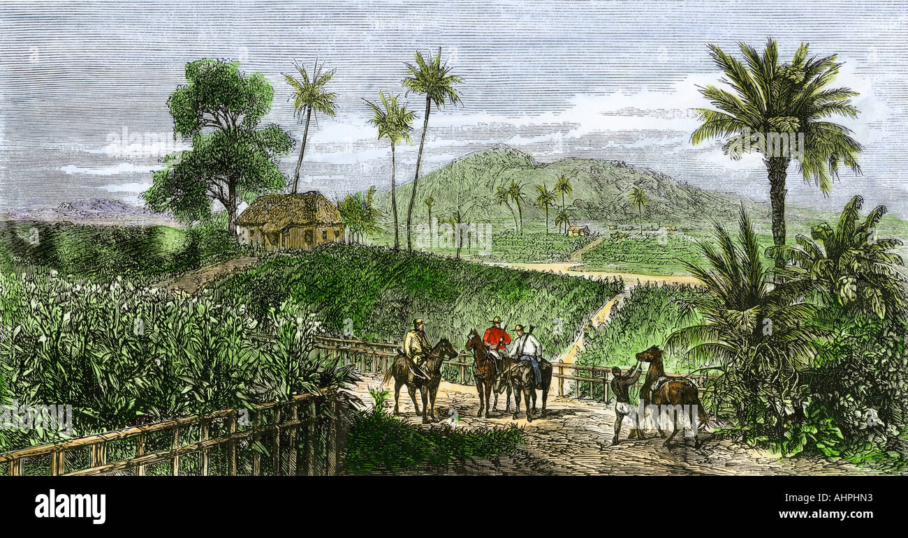 Plantation de tabac à Cuba 1860. À la main, gravure sur bois Photo ...
