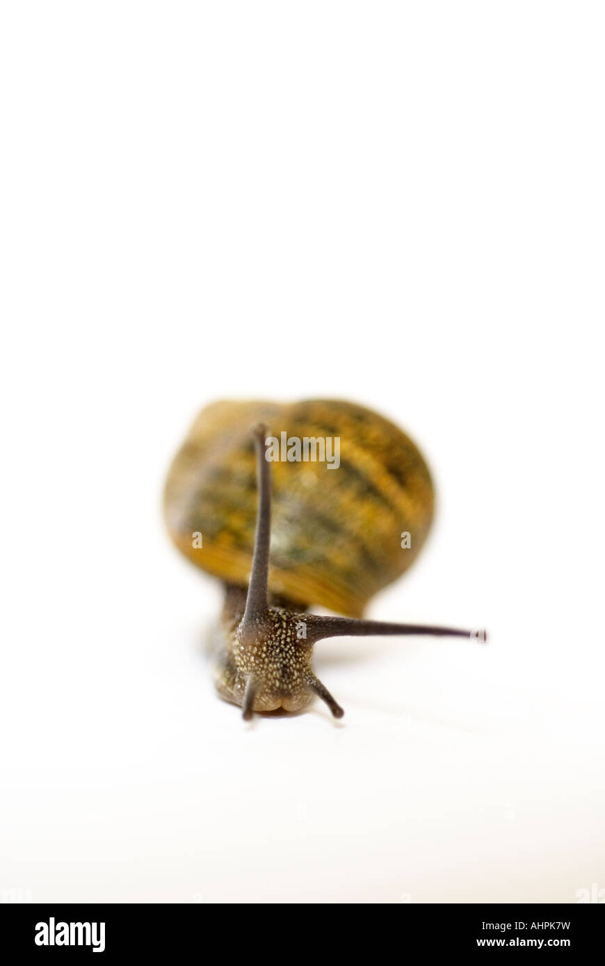 Escargot sur fond blanc Banque de photographies et d’images à haute ...