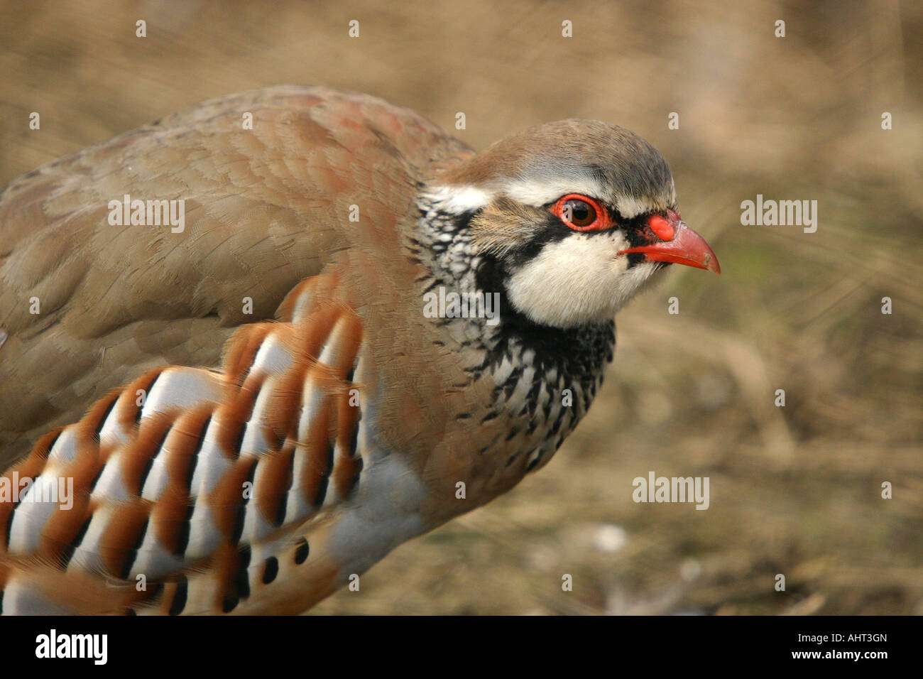 Jeune perdrix Banque de photographies et d’images à haute résolution ...