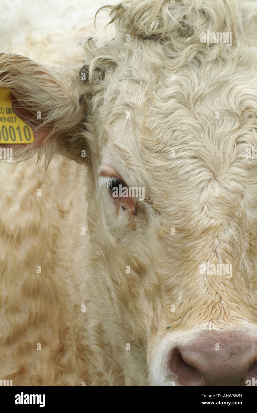 Portrait de vache Banque de photographies et d’images à haute ...